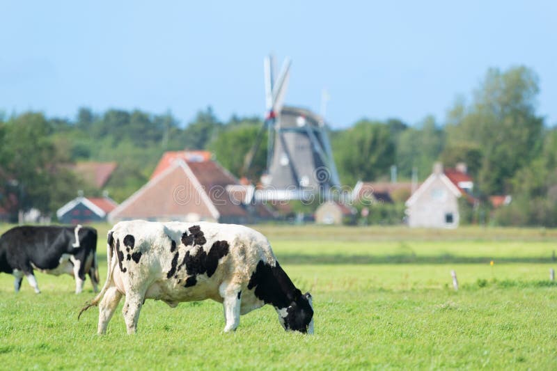 Cows in Dutch Landscape in Holland Stock Image - Image of terschelling ...