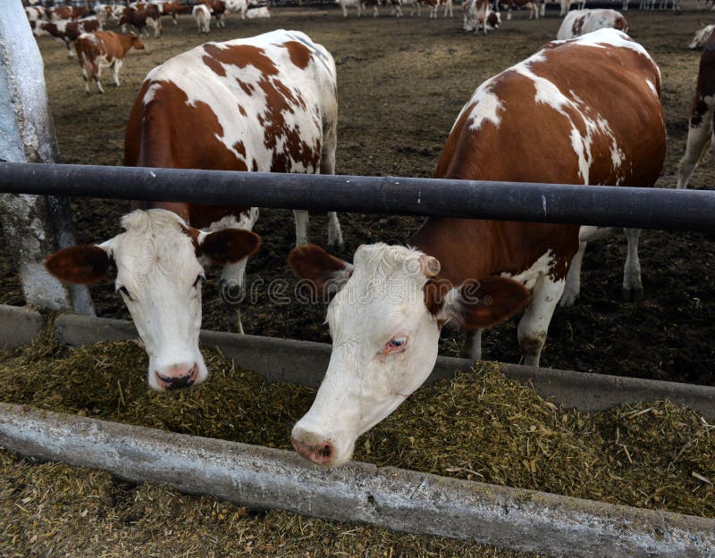 Cows eat feed stock photo. Image of ears, agriculture - 90413472