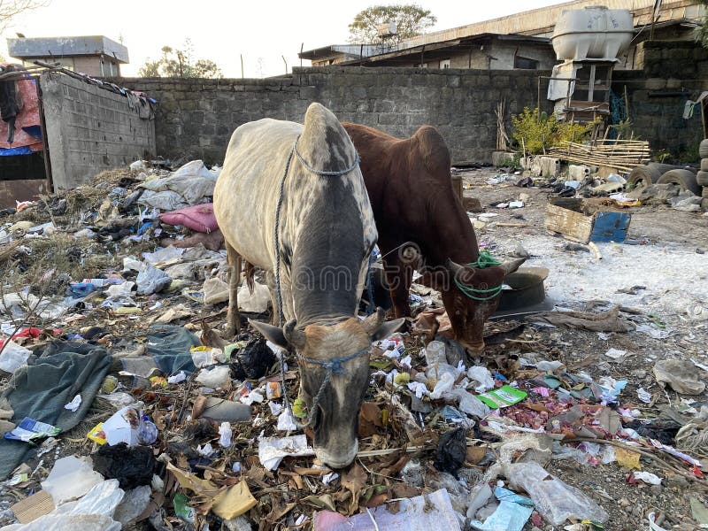 Cows Eat Food on a Garbage Dump Stock Image - Image of documentary ...