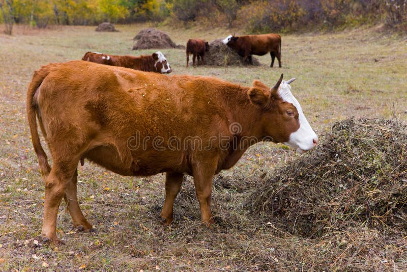 Cows eat hay stock photo. Image of grass, outdoors, green - 11884478