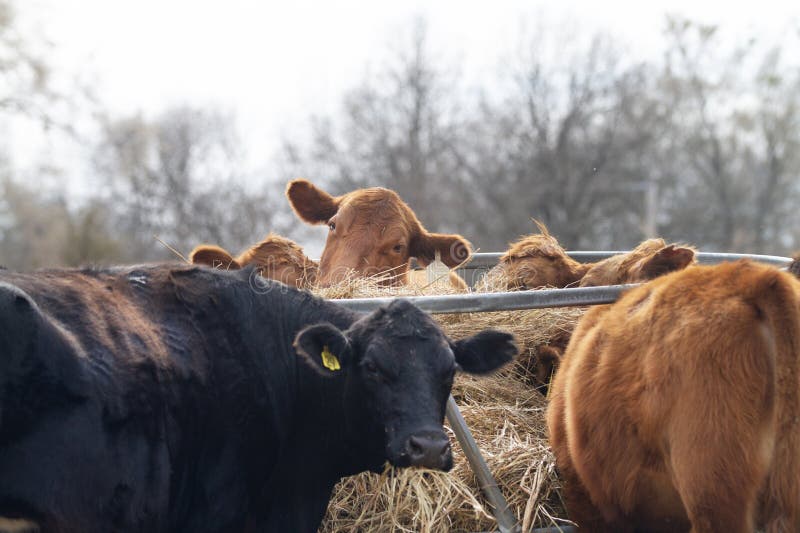 Cows Eat Hay At The Bale Feeder Red And Black Angus Cattle Stock Image Image Of Winter
