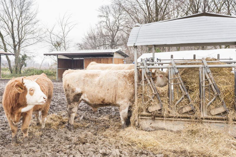 Cows Eat the Hay in the Barn Stock Image - Image of farm, bull: 65423883