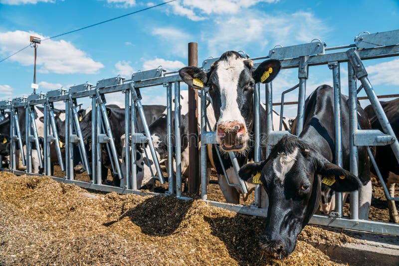 Cows Eat Hay on Dairy Farm. Breeding and Feeding for Milking Cattle ...