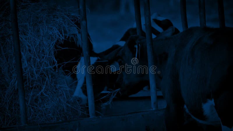 Cows Eat Hay from Feeder at Night Stock Video - Video of countryside ...