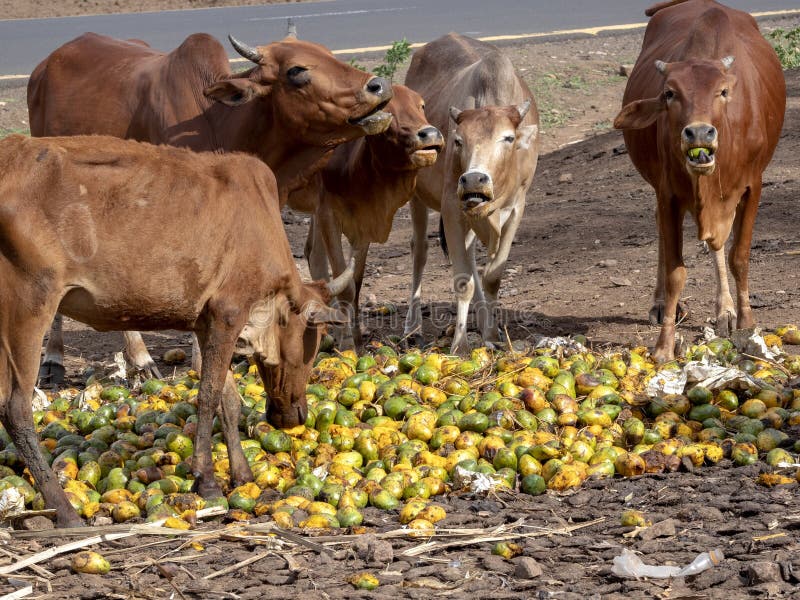 Cows Eat Mango Thrown at Landfill, Ethiopia Editorial Photo - Image of ...