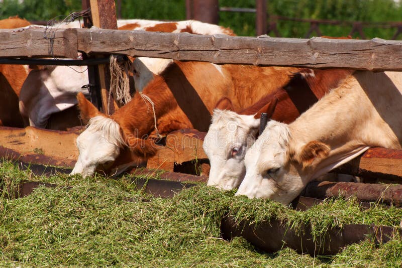 The Cows Eat Silage Feeders Stock Image - Image of silage, evening ...