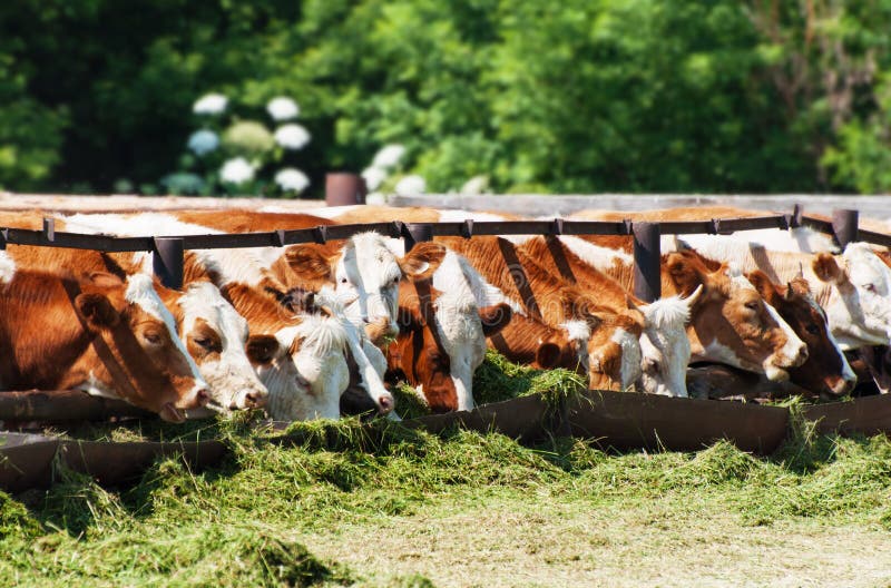 The Cows Eat Silage Feeders Stock Image - Image of silage, evening ...