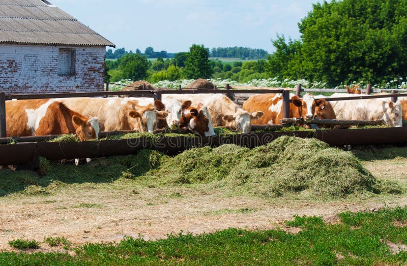 The Cows Eat Silage Feeders Stock Image - Image of silage, evening ...