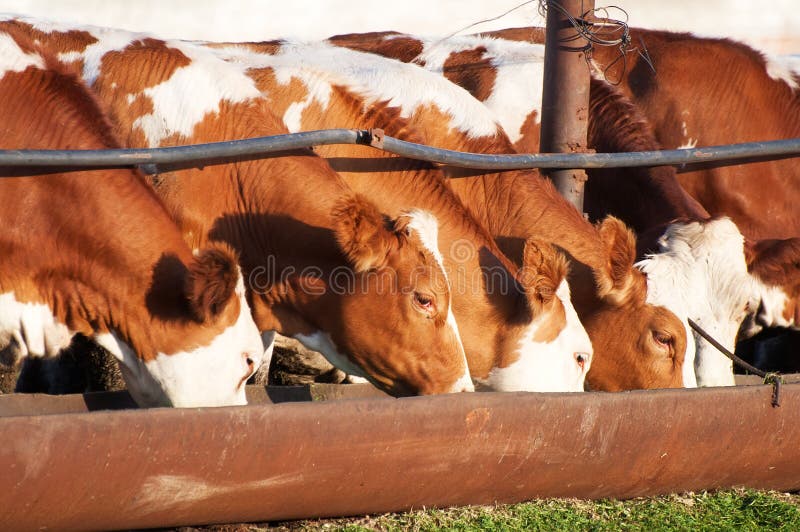 The Cows Eat Silage Feeders Stock Image - Image of silage, evening ...