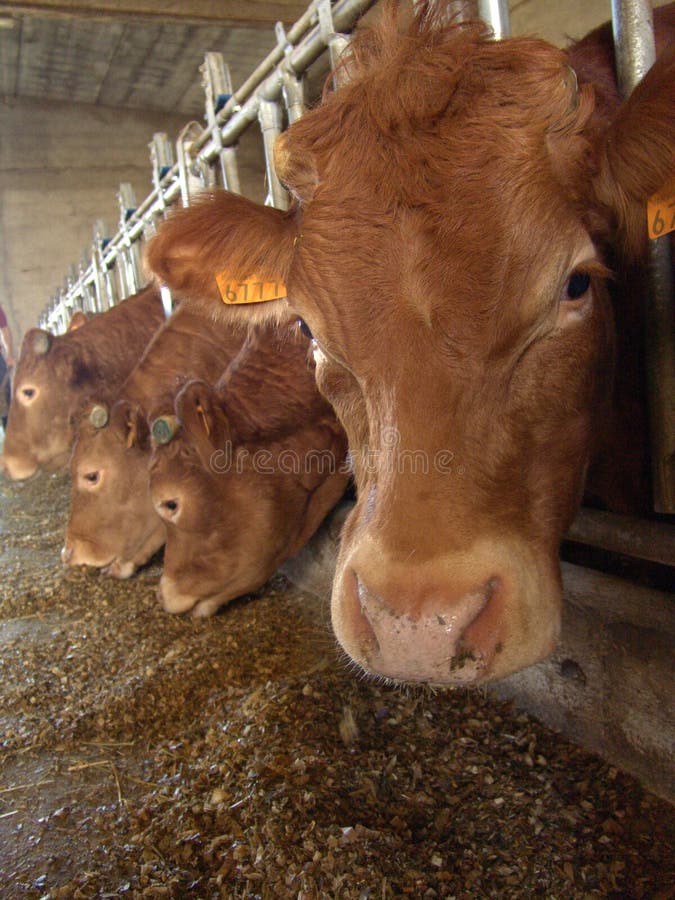 Cows eating stock photo. Image of agriculture, breeding - 3665744