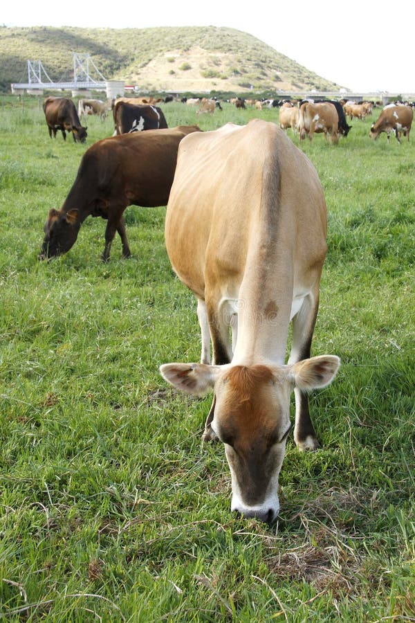 Cows eating stock image. Image of nervous, stand, hair - 6785701