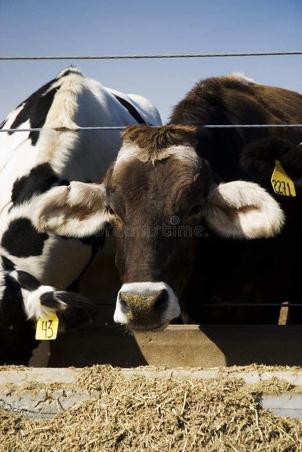 Cows Eating stock photo. Image of cattle, livestock, eating - 7637914