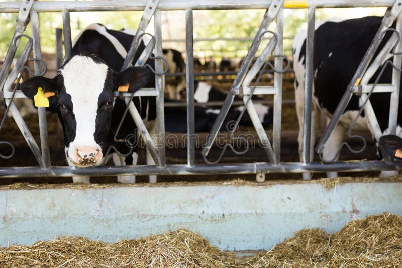 Cows Eating in Cowshed at Dairy Farm Stock Photo - Image of breeding ...