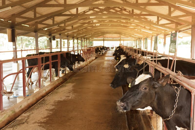 Cows eating food stock photo. Image of rural, sunny, livestock - 49320294