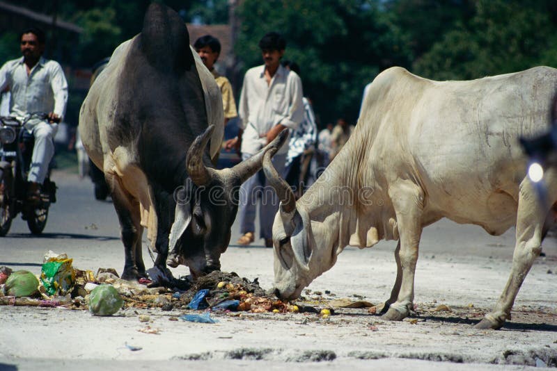 Cows eating garbage india editorial stock photo. Image of domestic ...