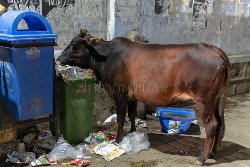 Cows Eating from Garbage in India Editorial Photo - Image of melee ...