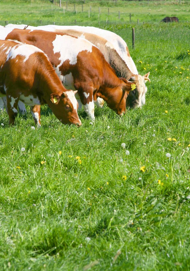 1,100+ Cows grass Free Stock Photos - StockFreeImages