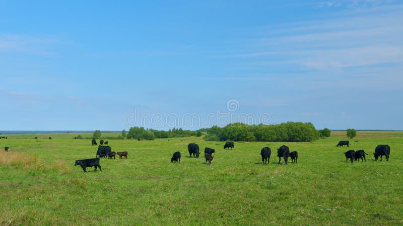Cows Eating Grass on Beautiful Field. Black Cow Eating Fresh Spring ...
