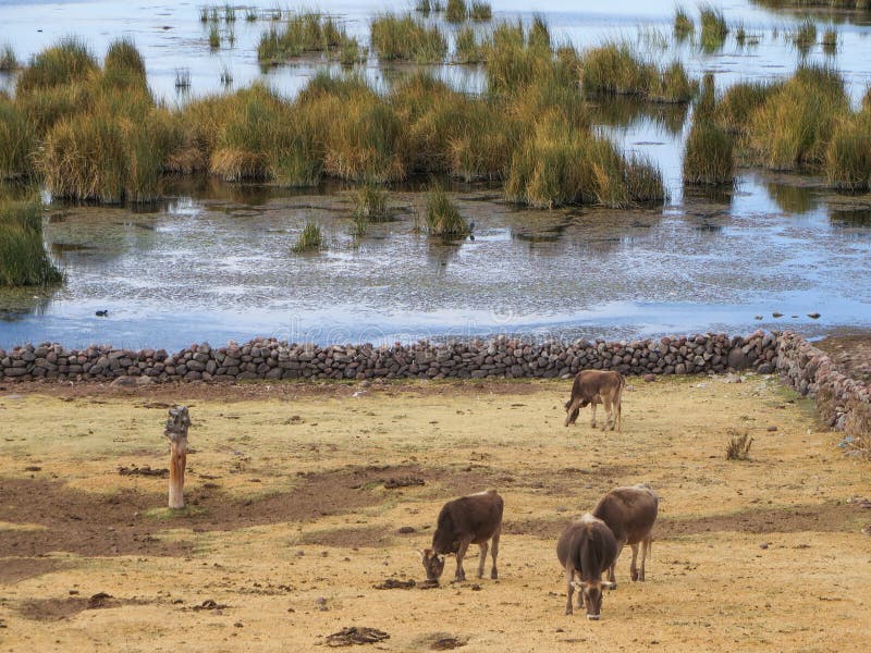 Cows Eating Grass Near Lake in Andes Mountains, Peru Stock Image ...