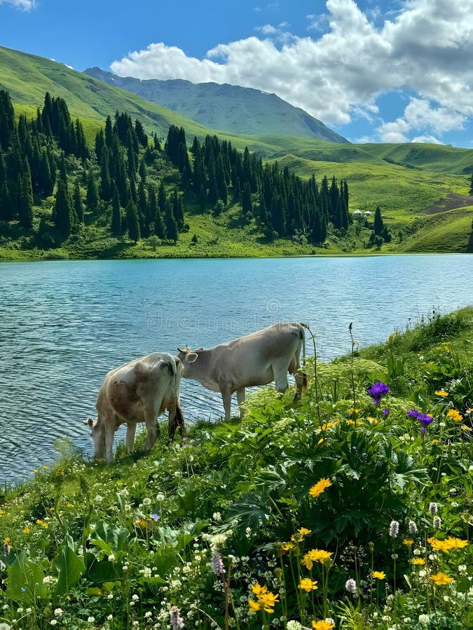 Cows Eating Grass in a Open Field Stock Photo - Image of animals ...
