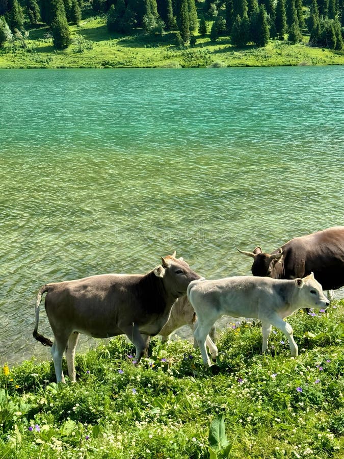 Cows Eating Grass in a Open Field Stock Photo - Image of livestock ...