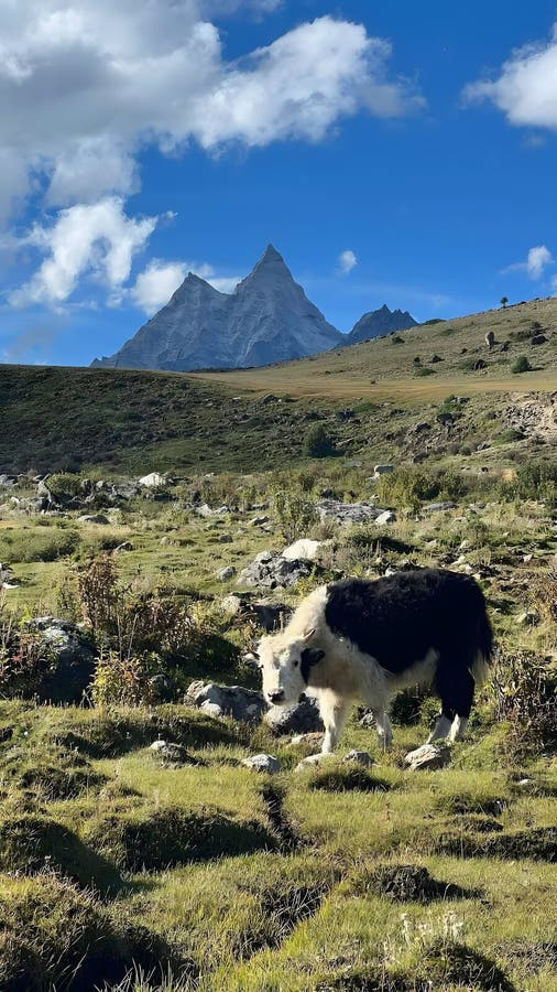 Cows Eating Grass in a Open Field Stock Image - Image of mountains ...
