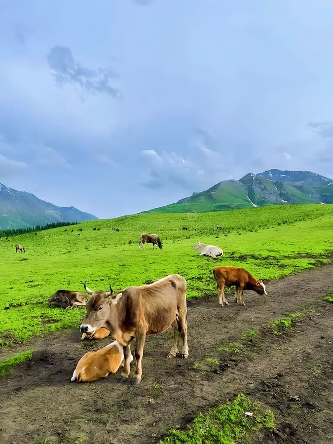 Cows Eating Grass in a Open Field Stock Photo - Image of farming, calf ...