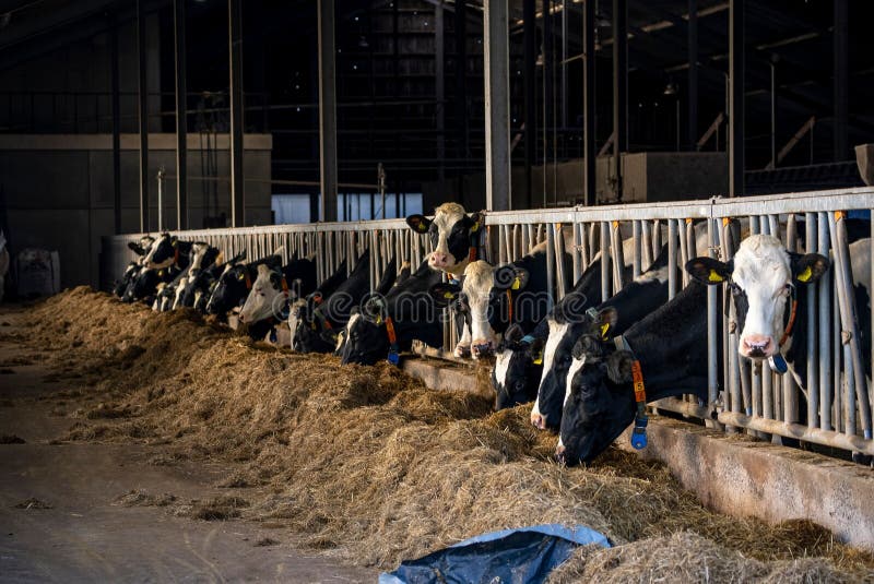 Cows Eating Hay in a Barn, Showcasing a Typical Farm Setting with ...