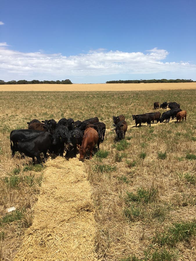 Cows eating hay stock photo. Image of eating, farm, cows - 102055154