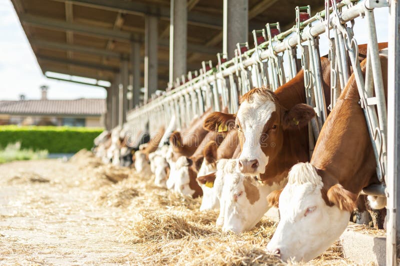 Cows eating hay in cowshed stock image. Image of country - 72846123