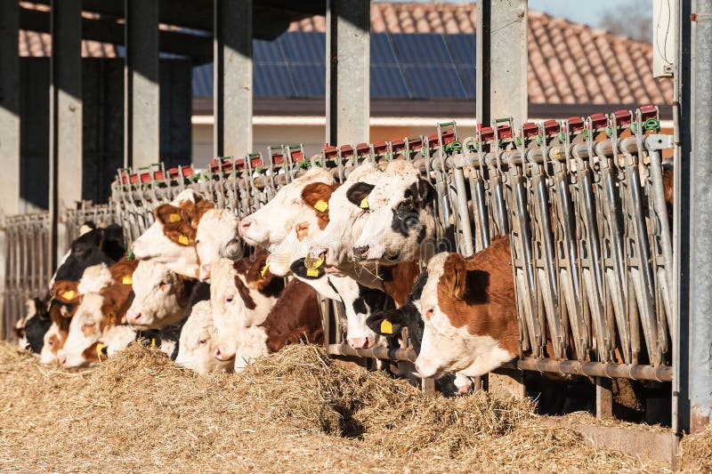 Cows eating hay in cowshed stock image. Image of calf - 82279899