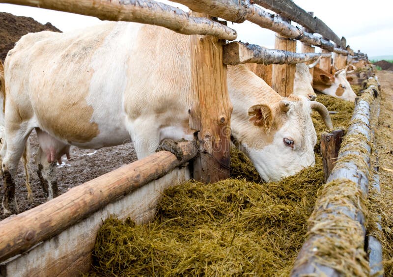 Cows Eating Hay from Feeding Rack Stock Image - Image of provender ...