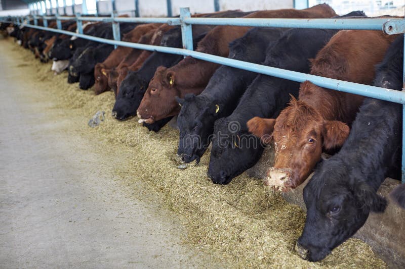 Cows Eating Hay on Moden Farm Stock Image - Image of group, farm: 157150227