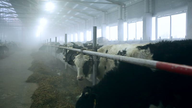 Cows are eating hay stock video. Video of veal, milking - 247174791