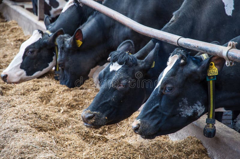 Cows eating hey at a farm editorial stock photo. Image of group - 114657483