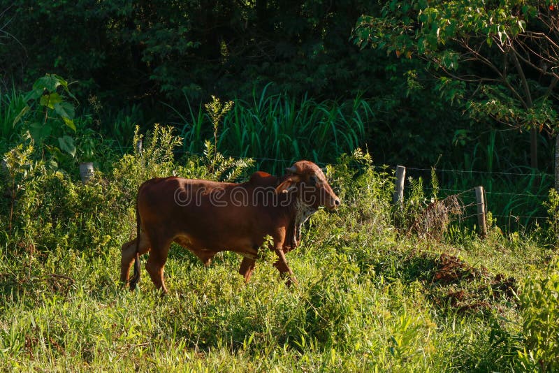 Cows Eating in the High Pasture on the Farm Stock Photo - Image of ...