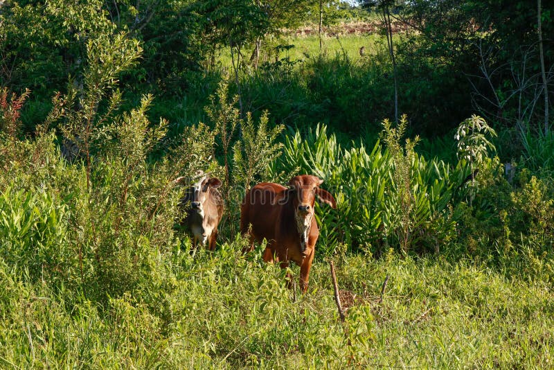 Cows Eating in the High Pasture on the Farm Stock Image - Image of ...