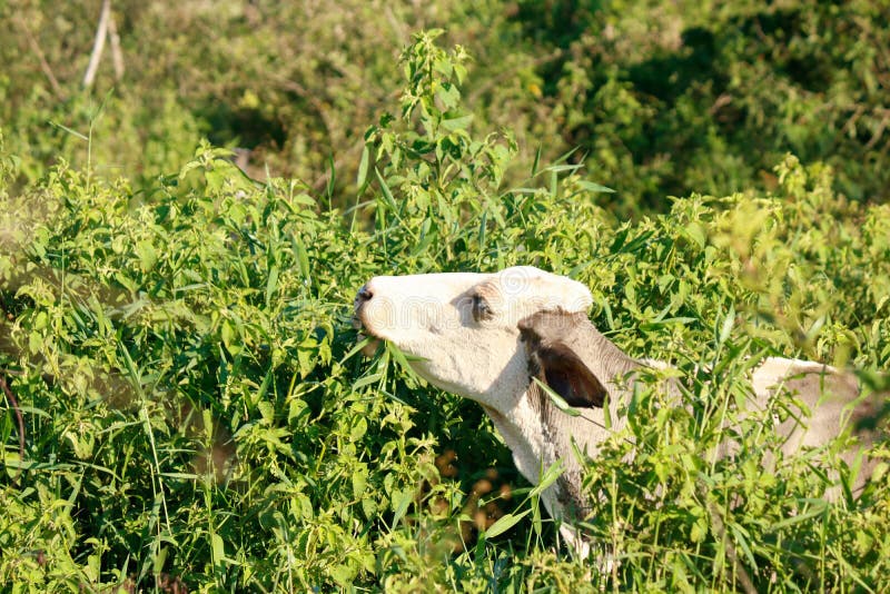Cows Eating in the High Pasture on the Farm Stock Photo - Image of ...