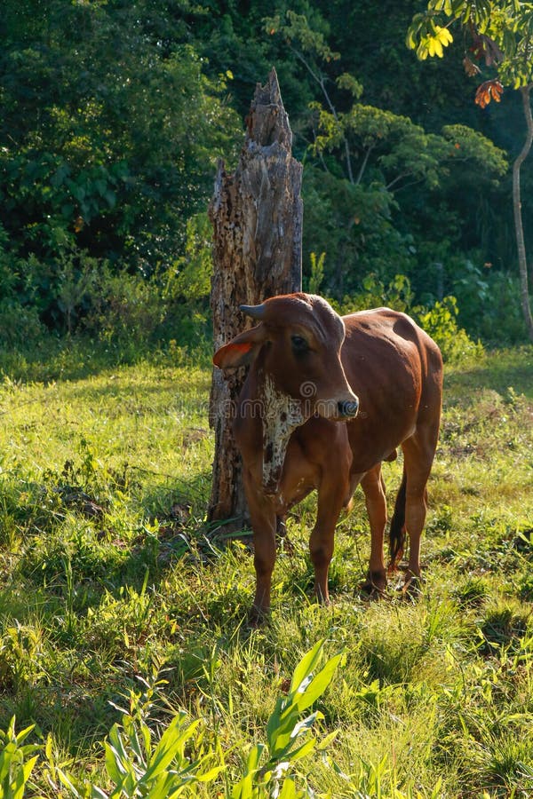 Cows Eating in the High Pasture on the Farm Stock Image - Image of ...