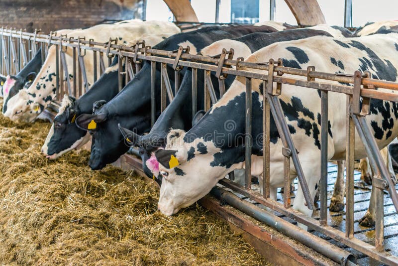 Cows eating silage stock image. Image of barn, farm, farming - 97075293