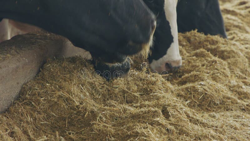 Cows Eat Silage at a Large Dairy Farm, Milk Production Stock Video ...