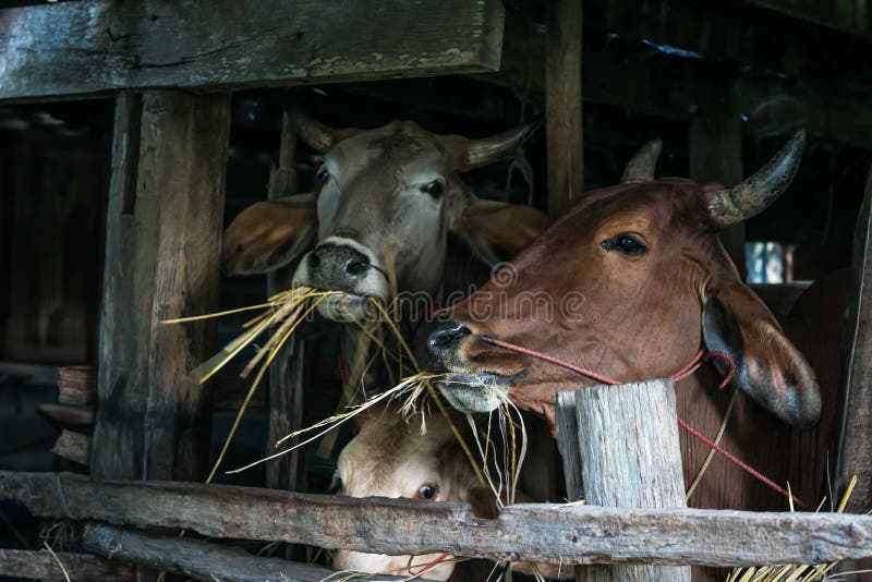 Cows are eating straw. stock image. Image of green, women - 103780787