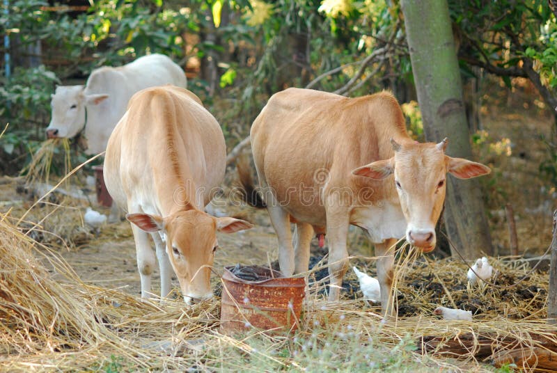 The cows are eating straw stock photo. Image of straw - 33646576