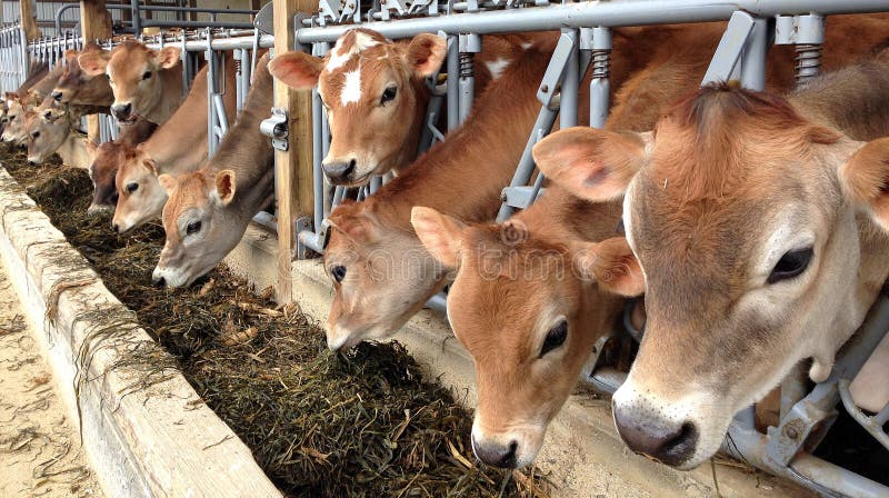 Cow Eating at a Trough Peering Under Barb Wire Stock Photo - Image of ...
