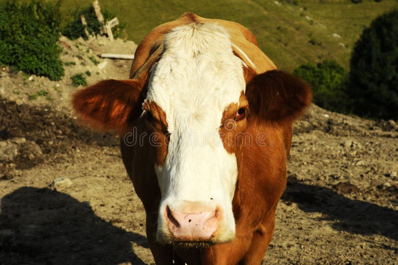Cows stock photo. Image of healthy, animal, herd, dairy - 59095164