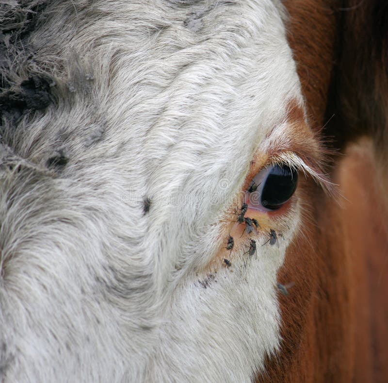Cows eye stock image. Image of annoy, pasture, irritate - 6256793