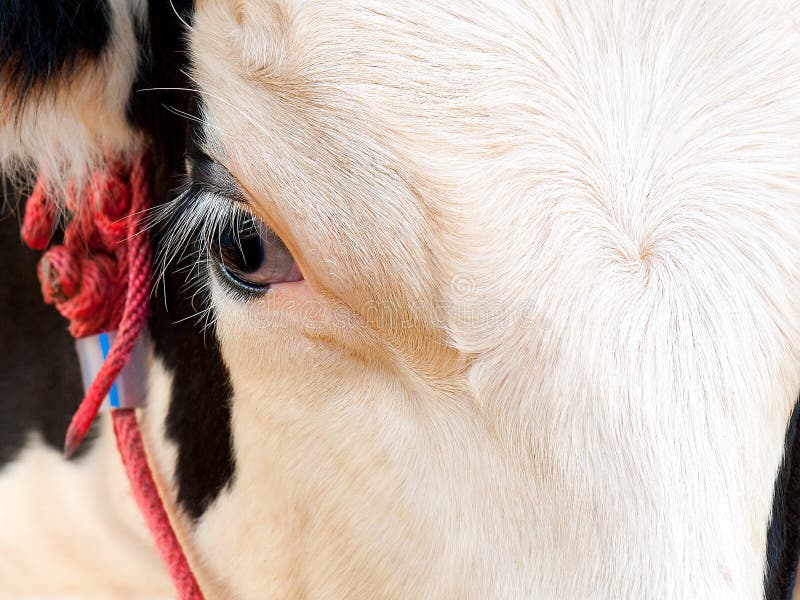 Cows eye stock photo. Image of years, livestock, reflective - 101929244