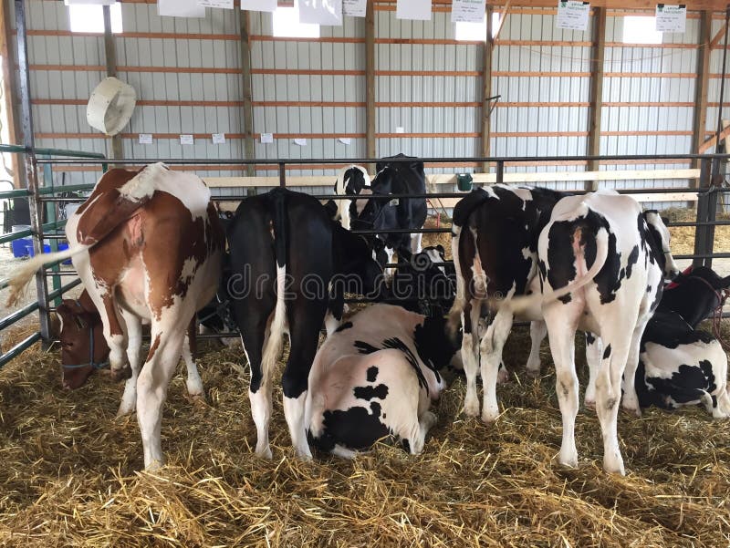 Cows at the Fair stock photo. Image of cattle, county - 73059870