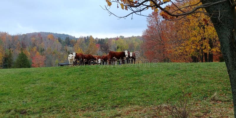 Cows in the fall stock photo. Image of herd, cattle - 135527176