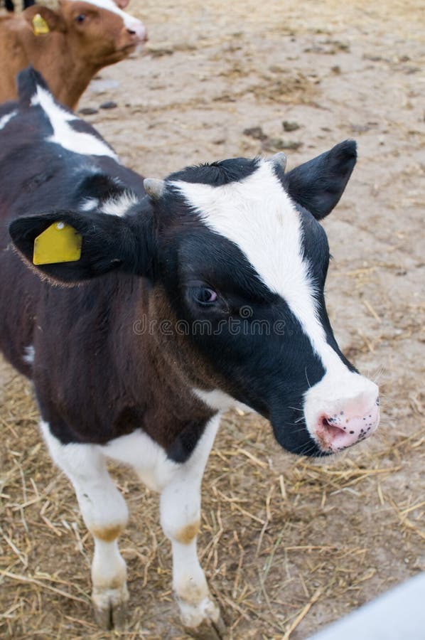Cows On A Farm. Picture Image: 9616470